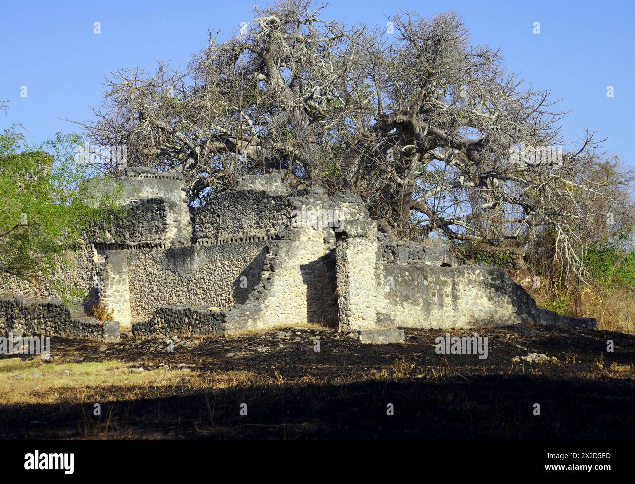 Large baobab tree growing amid medieval ruins on Kilwa Kisiwani island ...
