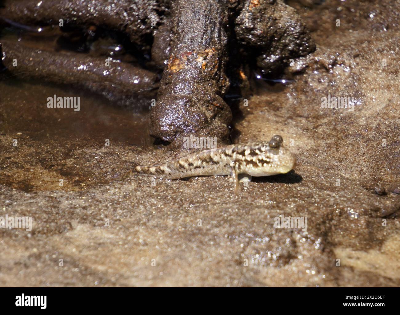 Mudskipper amphibious fish hi-res stock photography and images - Alamy