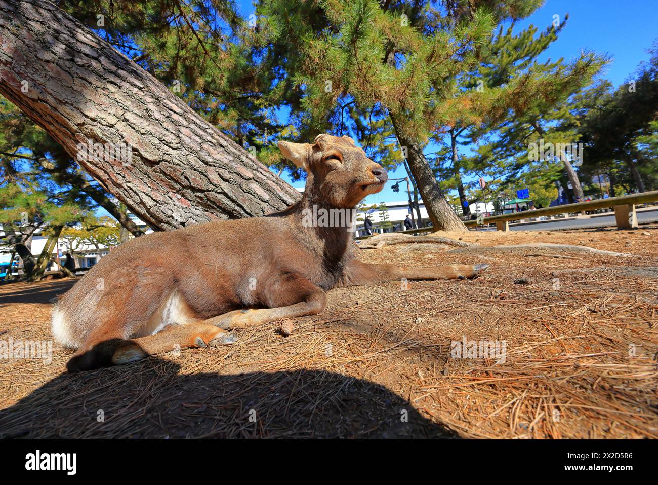 Tame Deer at Nara Park, a park with ancient temples in Nara, Japan ...