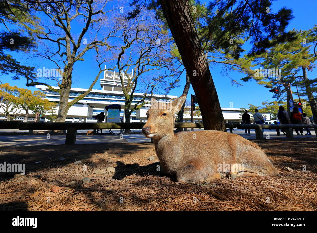 Tame Deer at Nara Park, a park with ancient temples in Nara, Japan ...