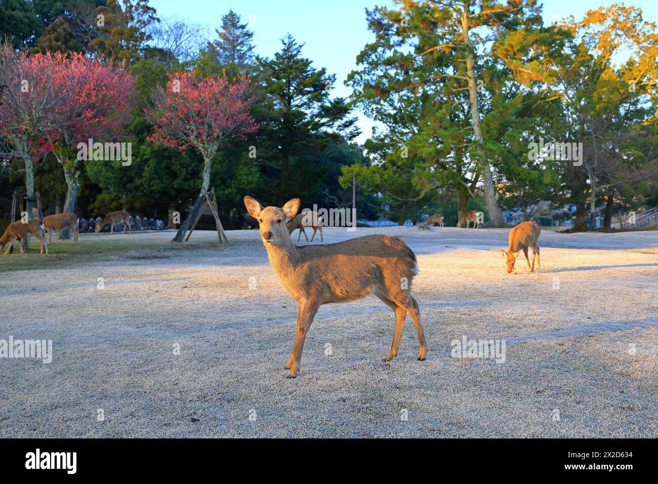 Tame Deer at Nara Park, a park with ancient temples in Nara, Japan ...