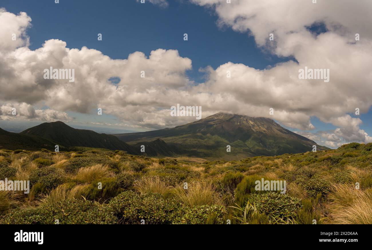 Lush native bush on the slopes of Mount Taranaki hiking up to the ...