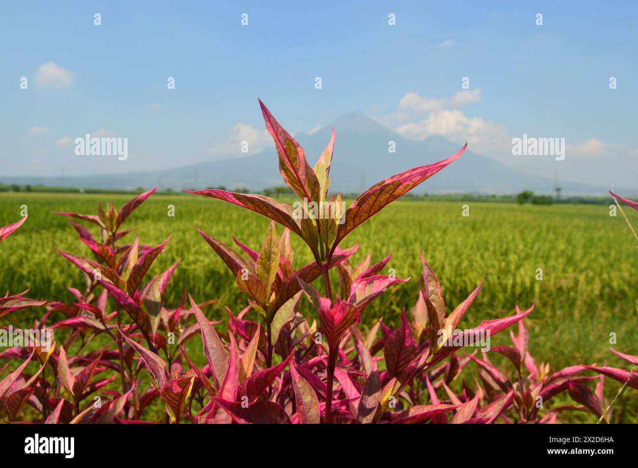 Fastboat in Sarangan Lake, Mageran, East Java, Indonesia Stock Photo ...