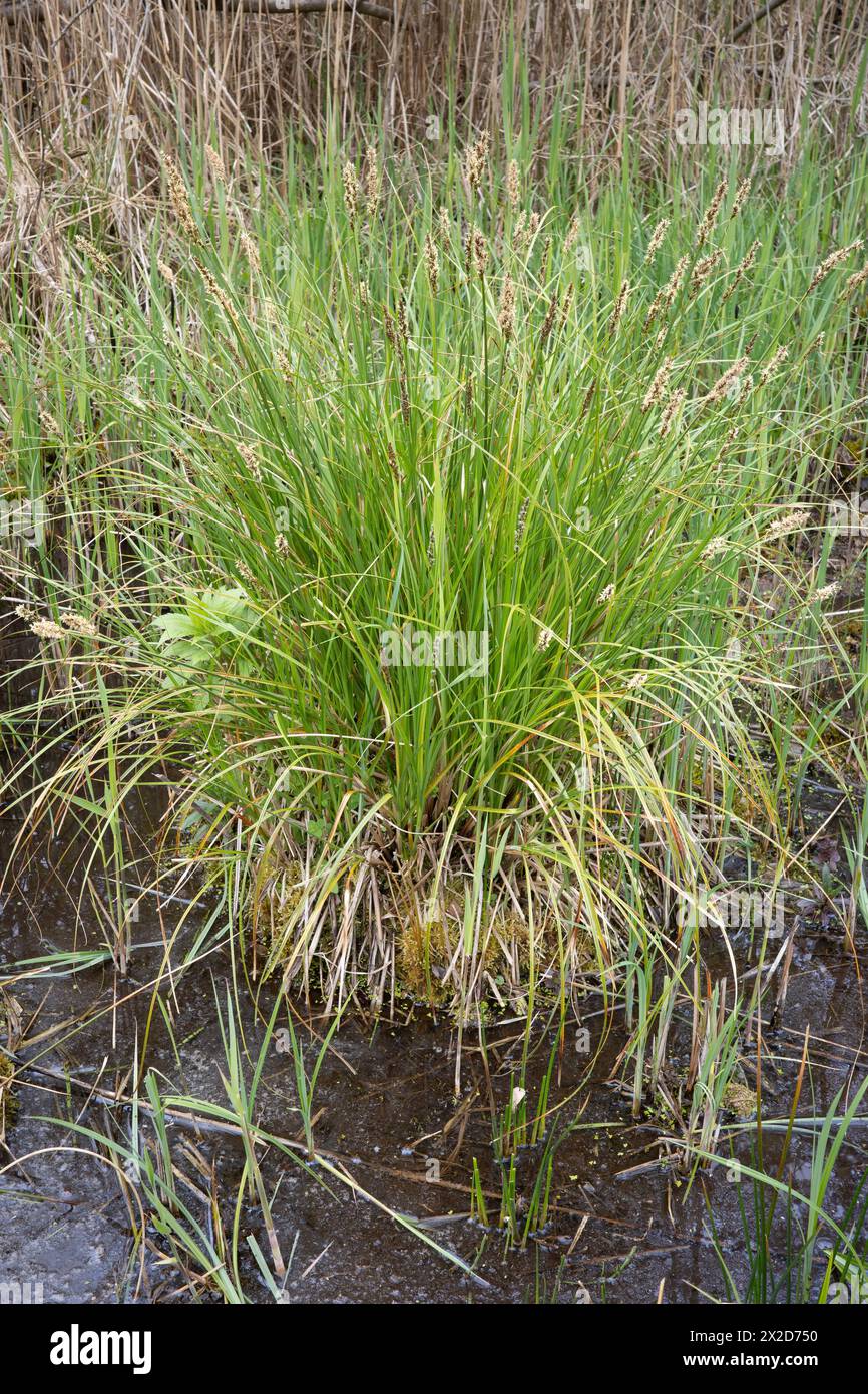 Black Bog rush in flower creating an island in a fen Stock Photo - Alamy