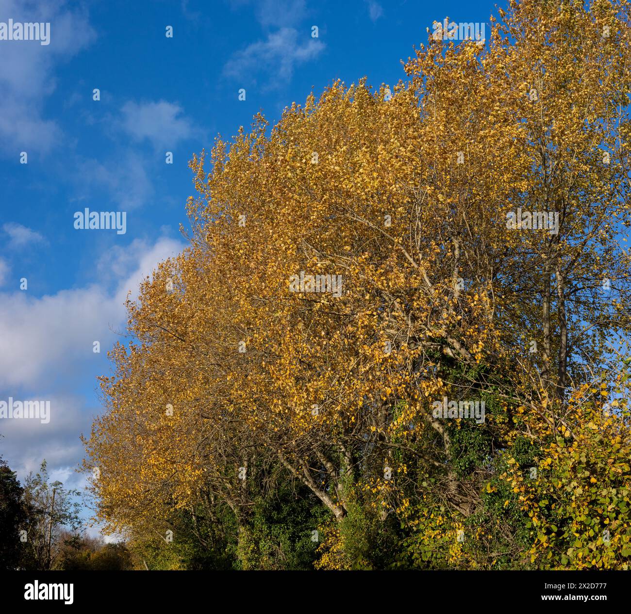 Row leaved hi-res stock photography and images - Alamy