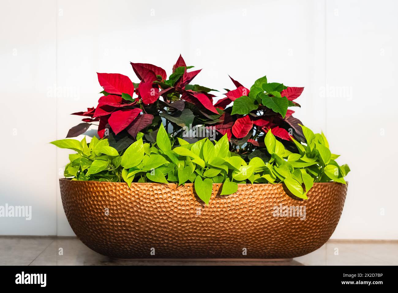 Modern composition of home garden. Stylish botany interior. . Home ...
