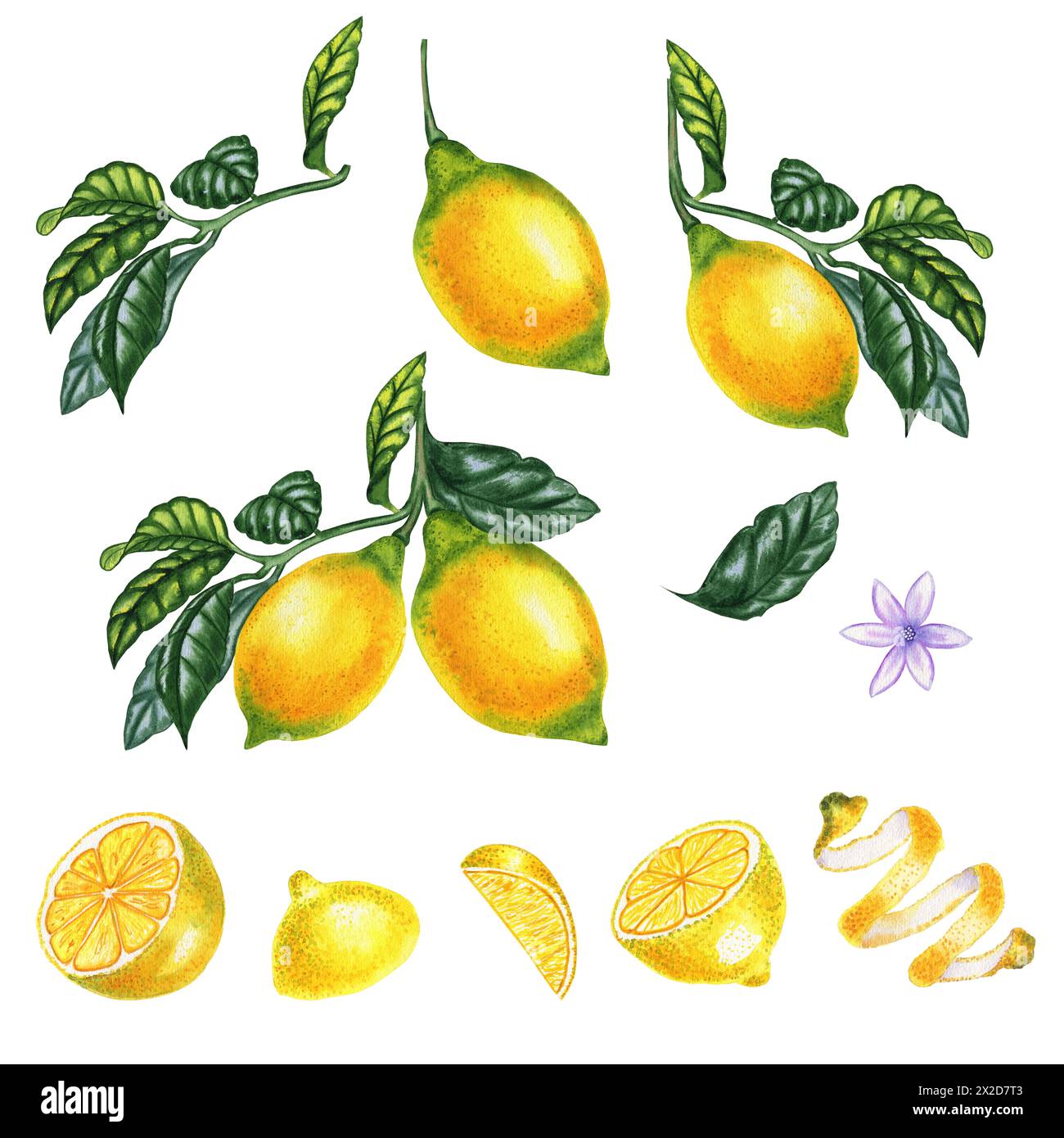 Lemons on a branch and slices large watercolor set. Hand drawn clipart ...