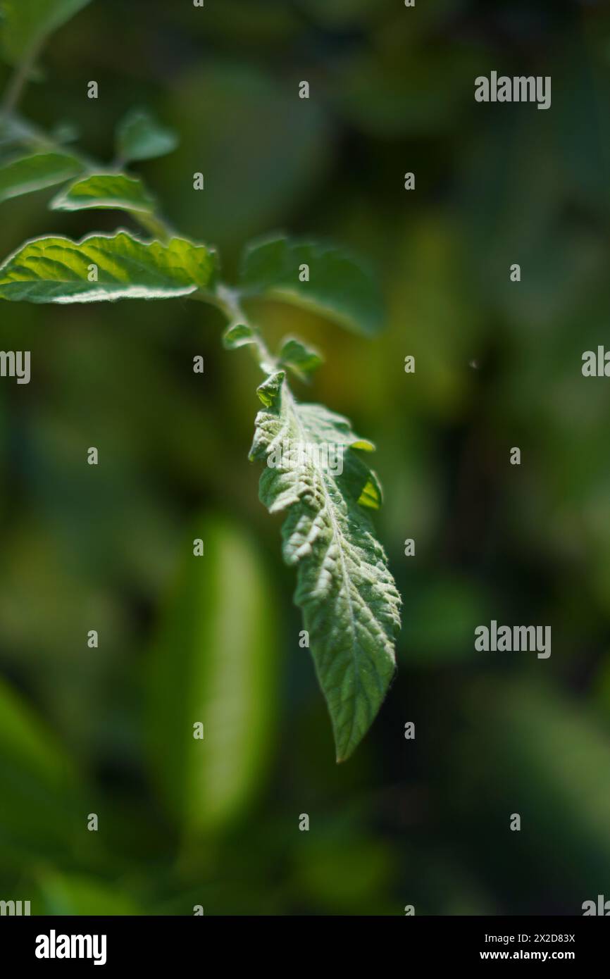 A green leaf hanging down and exposed to sunlight with a blurred ...