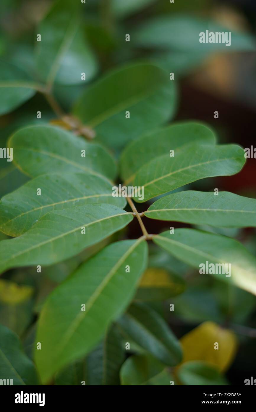 Light green leaves that look fresh have wide leaves with a blurry ...