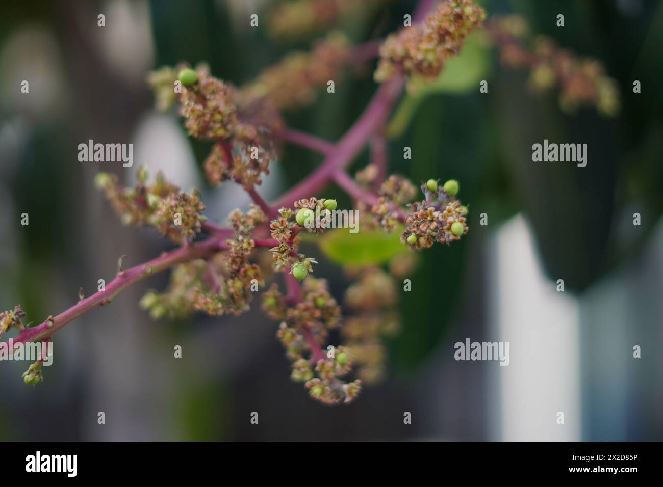 The small stem of a pink plant with small flowers and a blurry ...