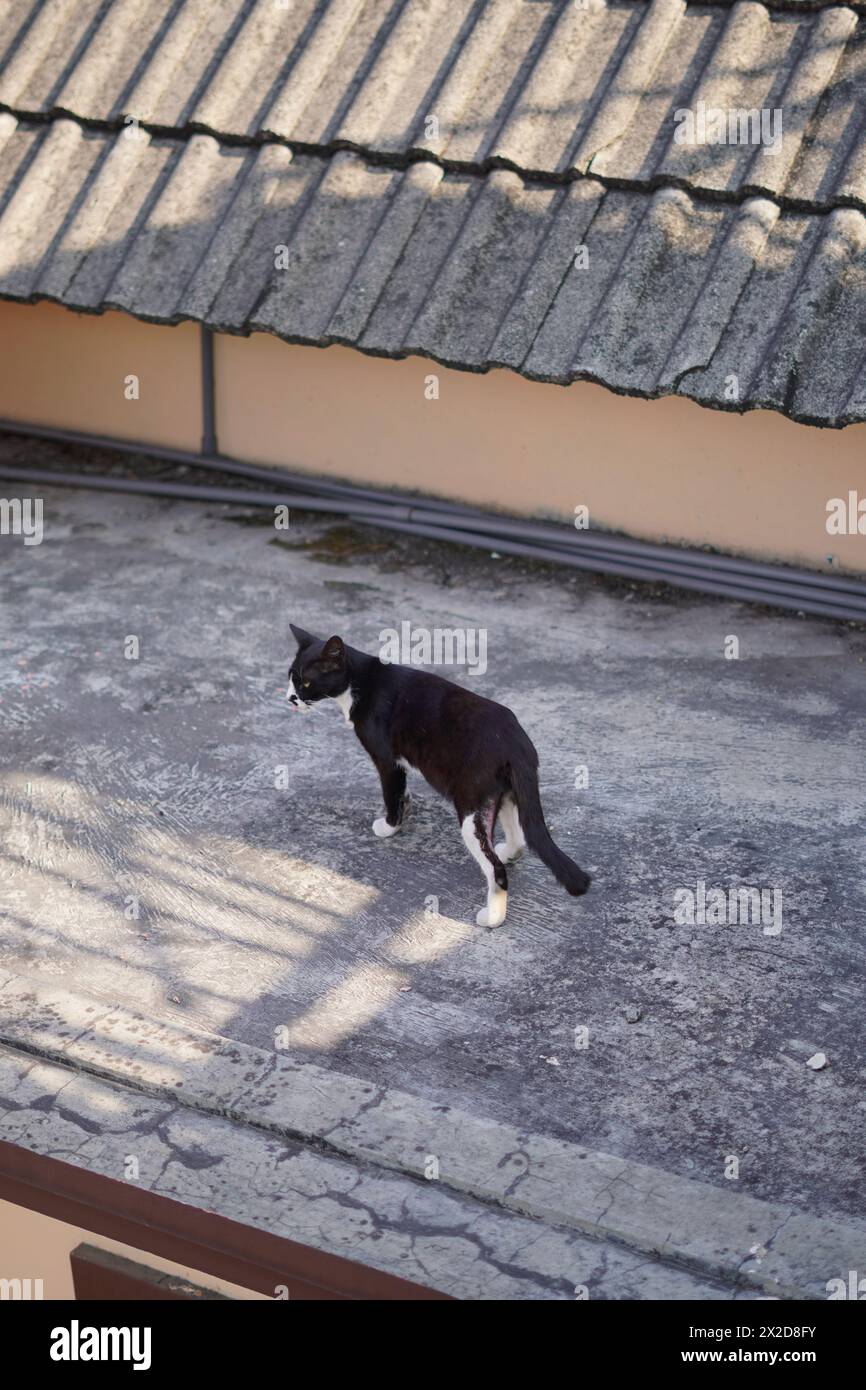 A black stray cat that was walking casually on the roof of a house ...