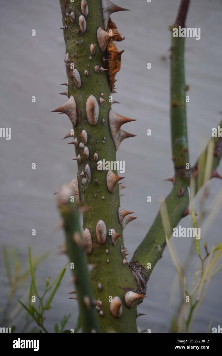 Green stems of red thorn roses and leaves with blurred background and ...
