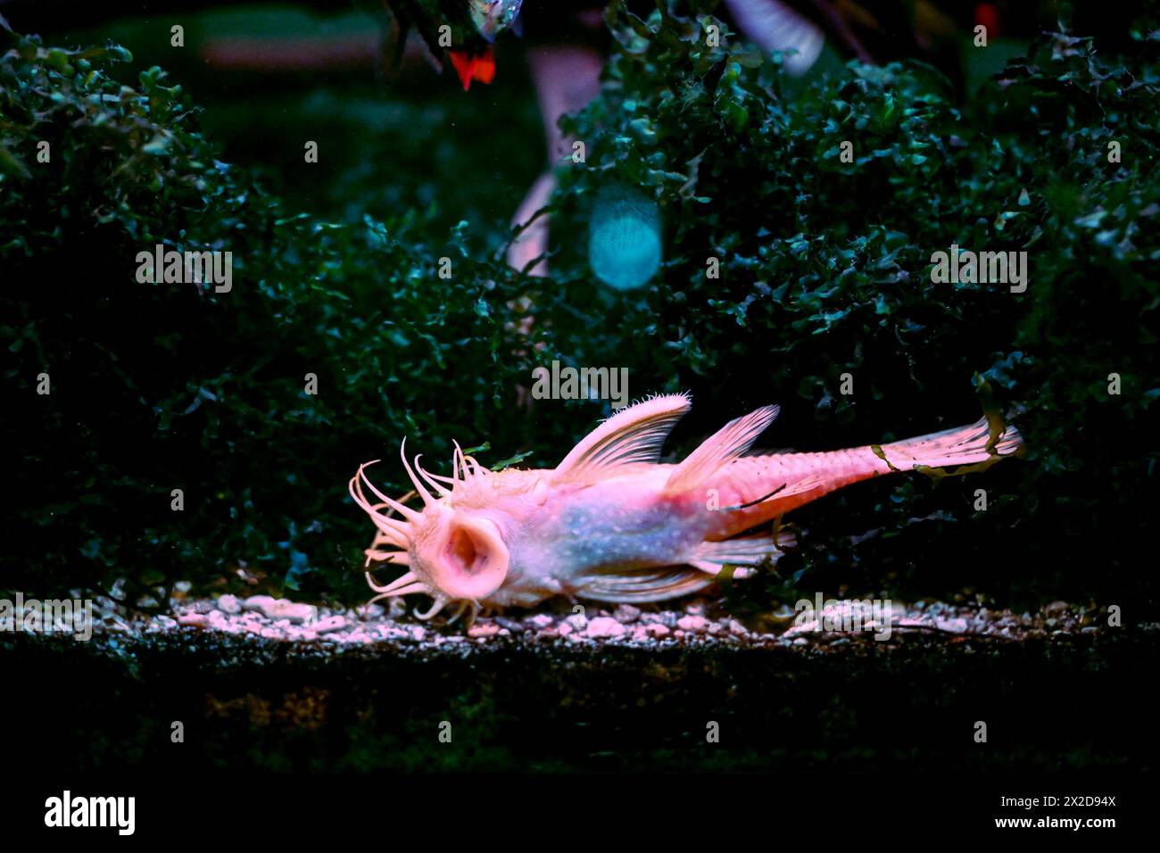 Red Longfin Albino Bristlenose Pleco - Tropical Freshwater Fish Stock ...