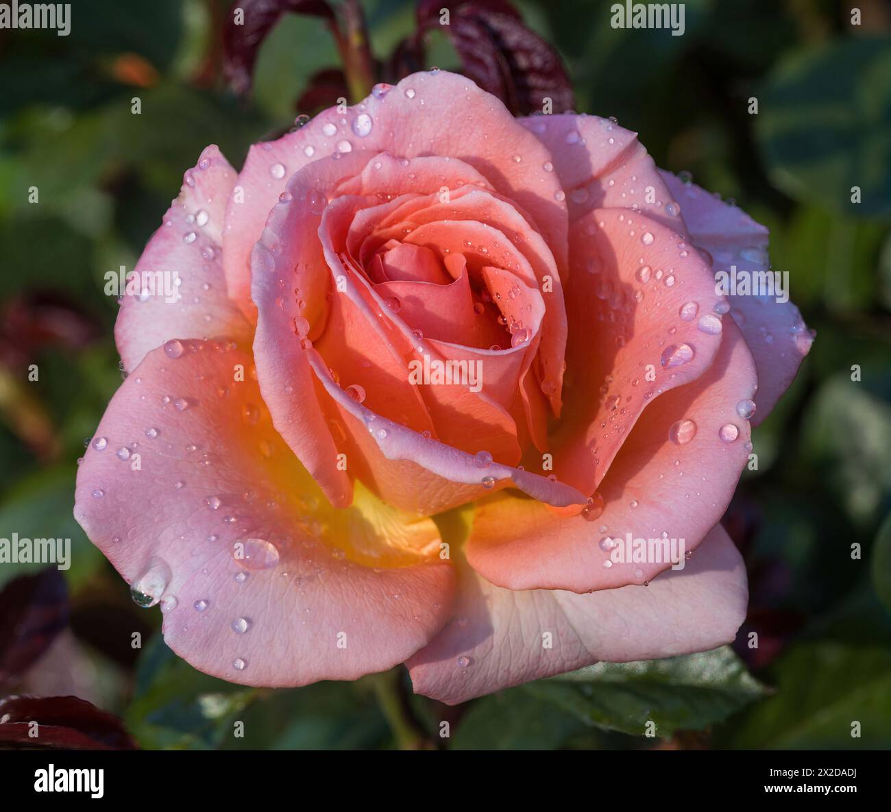 'Jump for Joy' Floribunda Rose with Morning Dew in Bloom Stock Photo ...