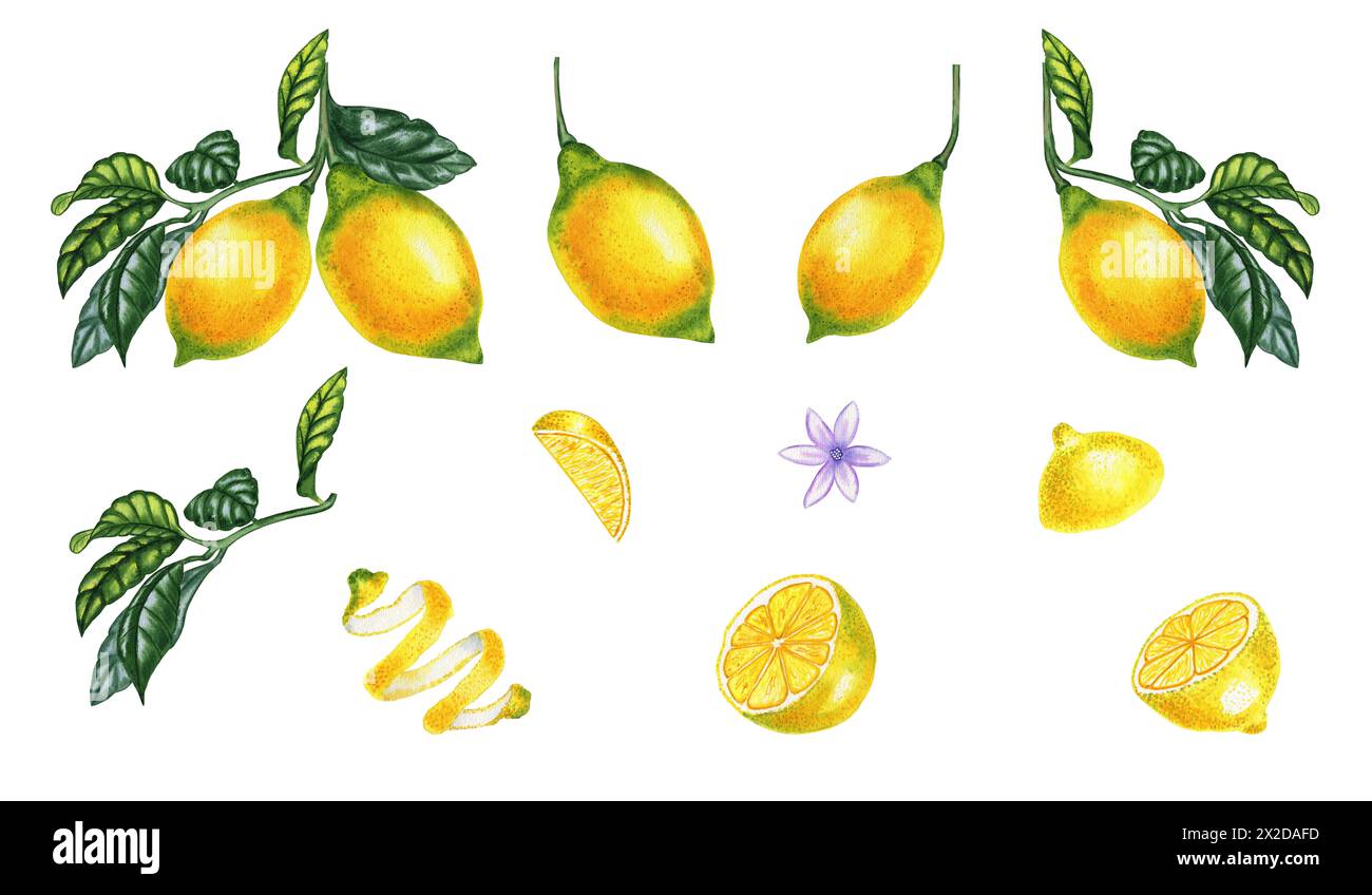 Lemons on a branch and slices large watercolor set. Hand drawn clipart ...