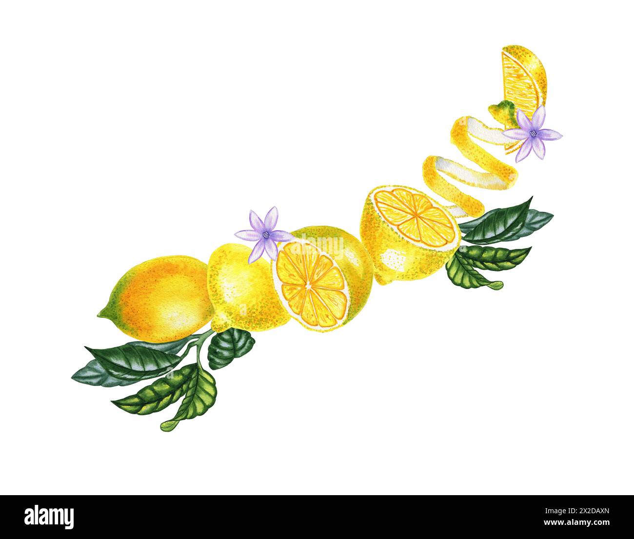 Hand drawn lemons on Cut Out Stock Images & Pictures - Alamy