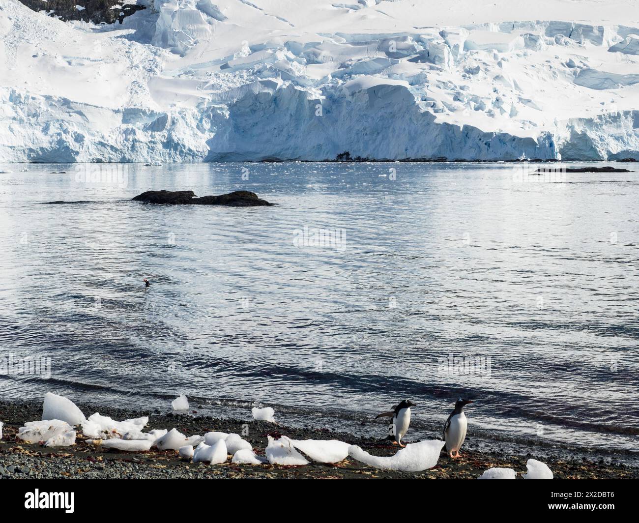 Two Gentoo penguins (Pygoscelis papua) on shingle beach, D’Hainaut ...