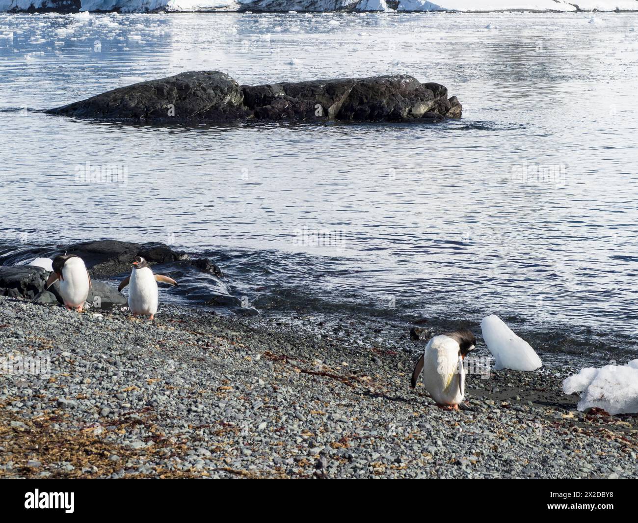 Three Gentoo penguins (Pygoscelis papua) on shingle beach, D’Hainaut ...