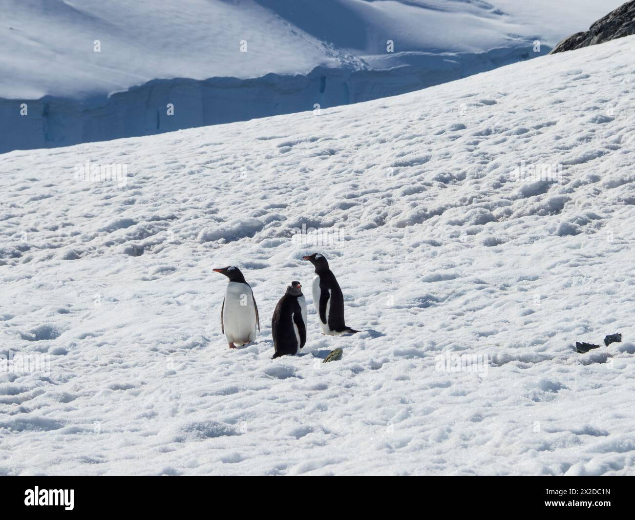 Three Gentoo penguins (Pygoscelis papua) on ice D’Hainaut Island ...