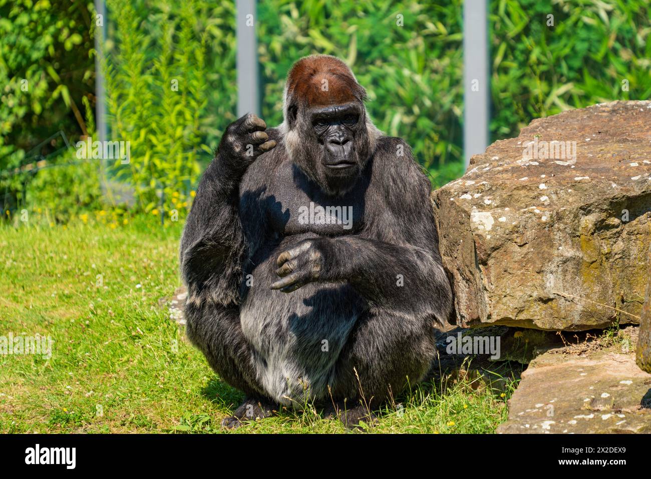 A gorilla in Berlin Zoo in Germany Stock Photo - Alamy