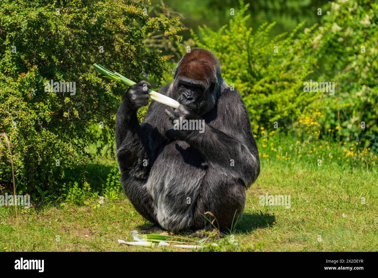 A gorilla in Berlin Zoo in Germany Stock Photo - Alamy