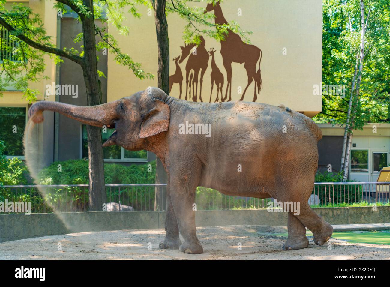 Elephant in the zoo hi-res stock photography and images - Alamy