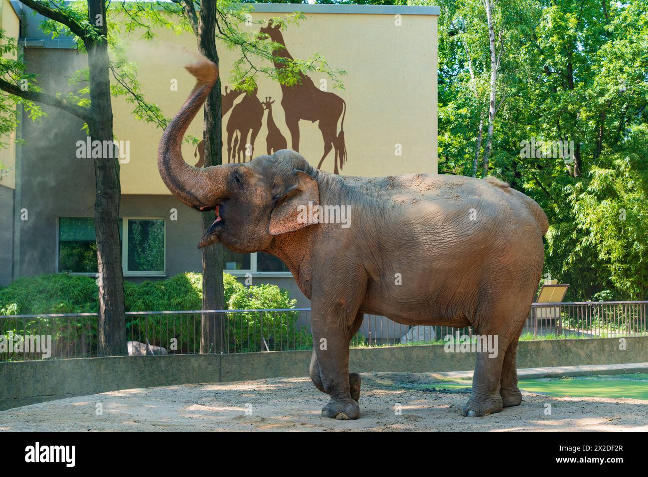 Elephant in Berlin Zoo in Germany Stock Photo - Alamy