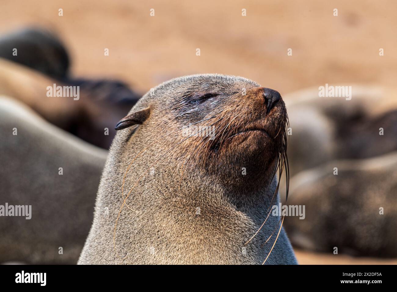 Telephoto portrait of a seal in the Cape Cross seal colony on the ...