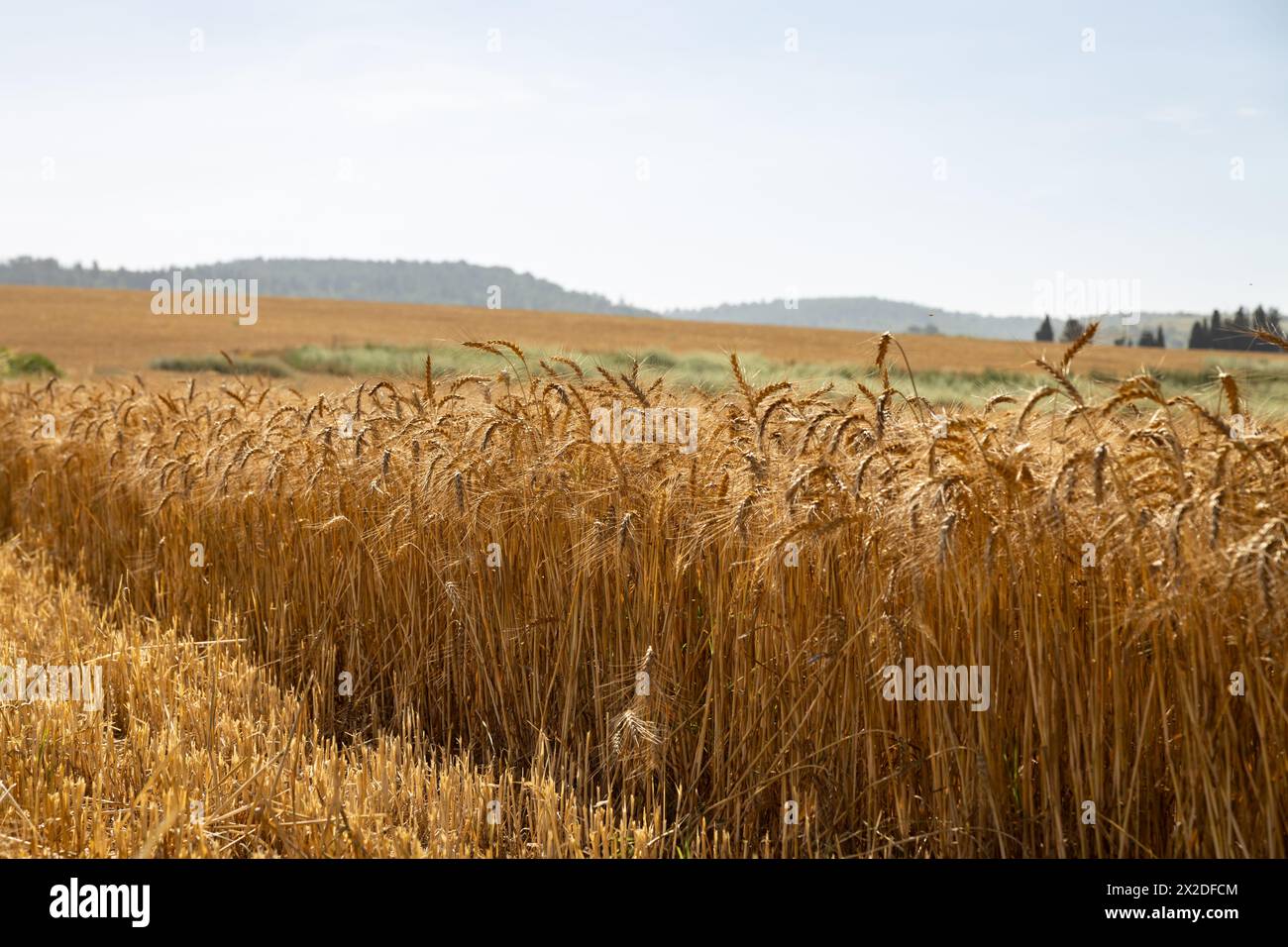 Ripe wheat field view hi-res stock photography and images - Alamy