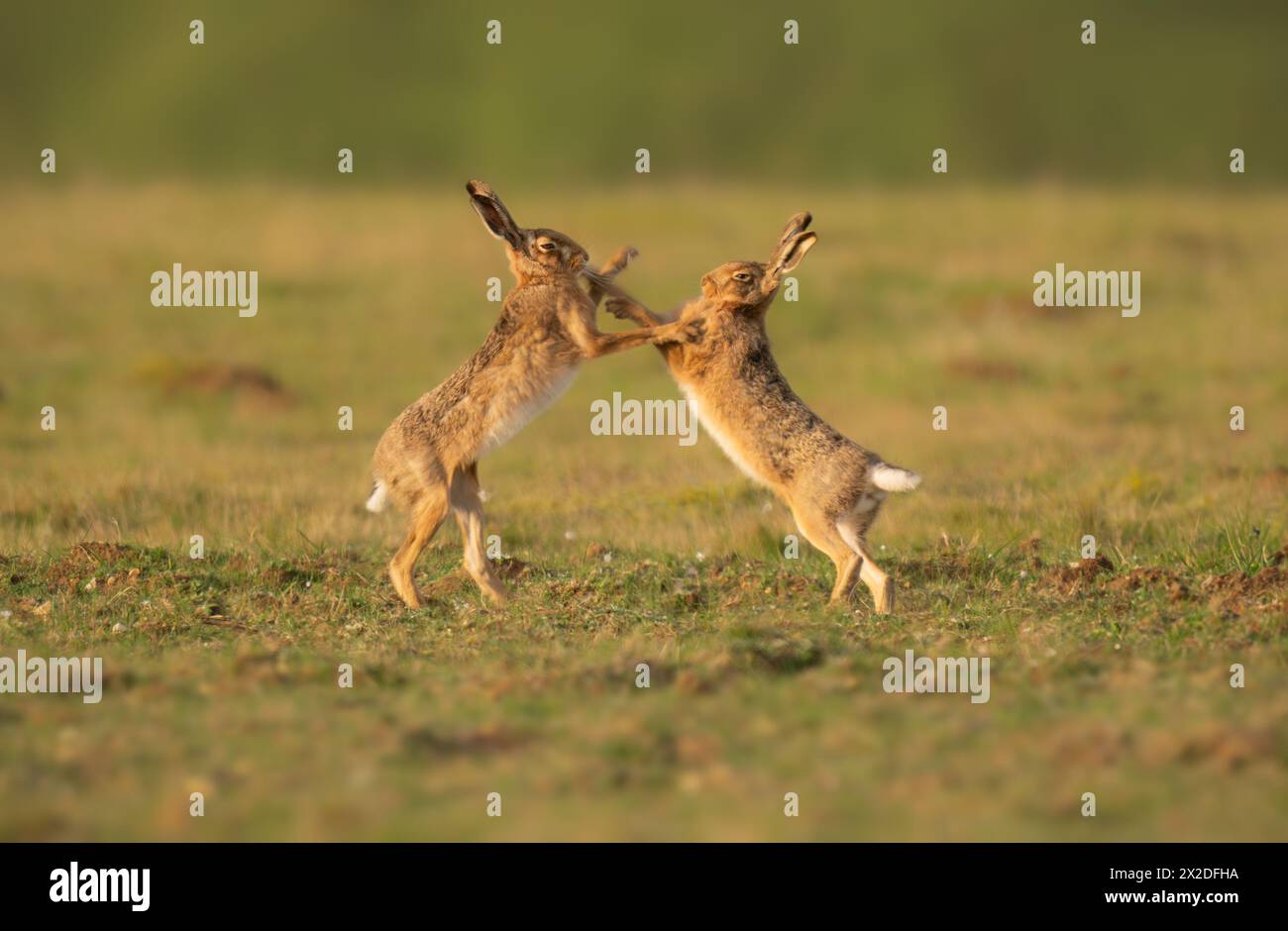 A pair of Brown Hares (Lepus europaeus) boxing on Norfolk farmland ...