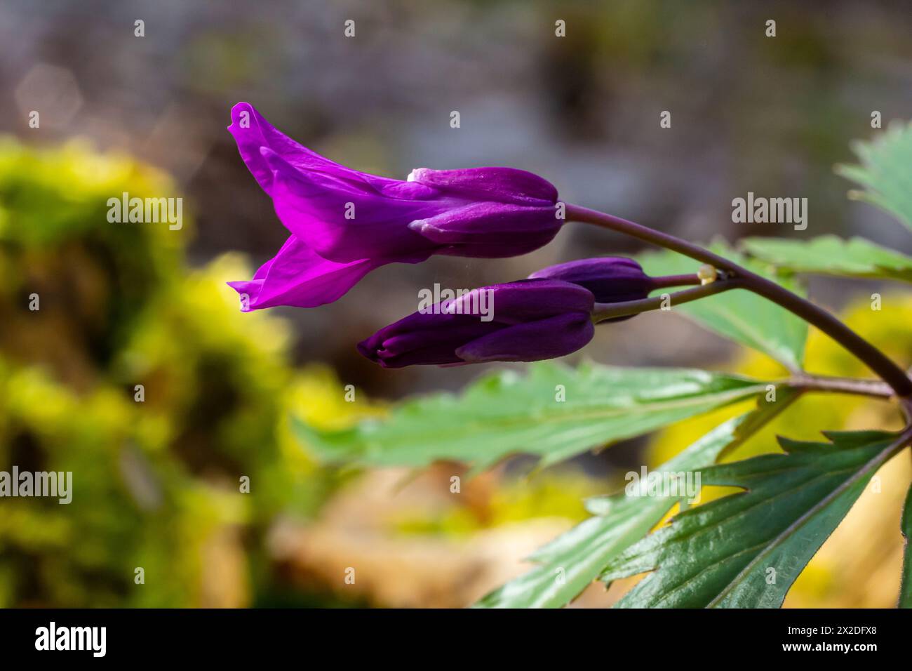 Cardamine dentaria glandulosa hi-res stock photography and images - Alamy