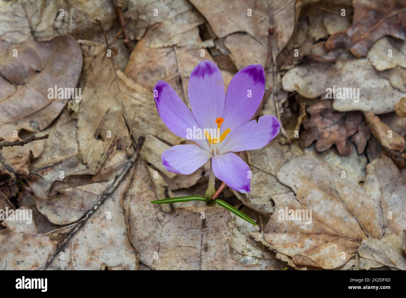 Close up detail with a Crocus heuffelianus or Crocus vernus spring ...