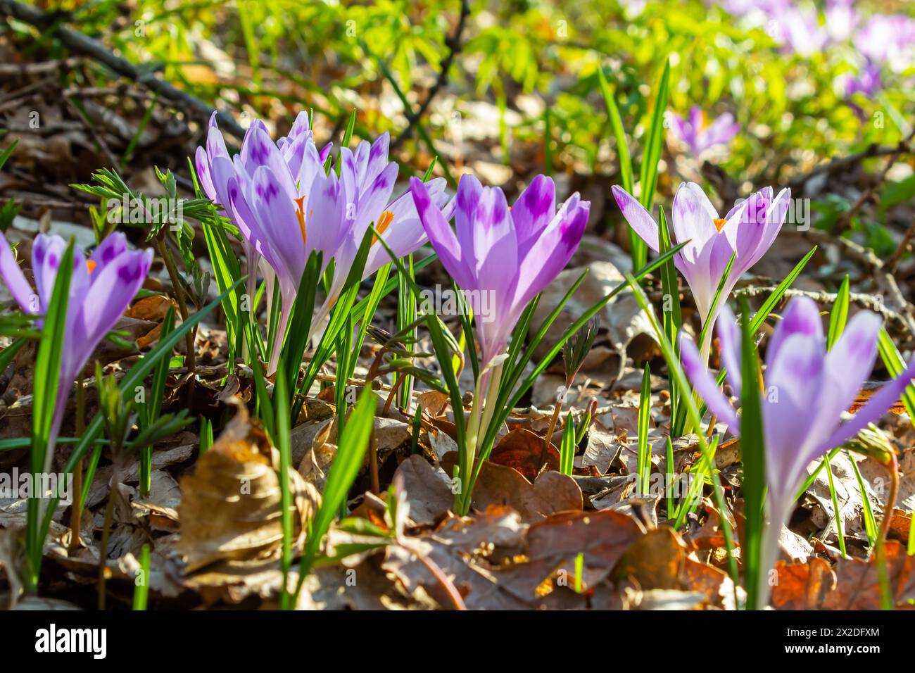 Close up detail with a Crocus heuffelianus or Crocus vernus spring ...