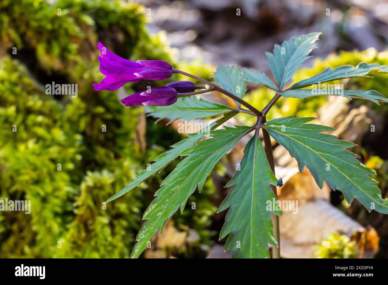 Cardamine dentaria glandulosa hi-res stock photography and images - Alamy
