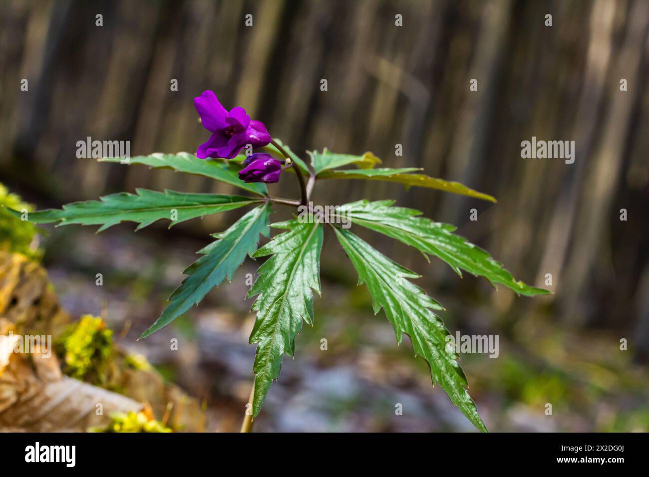 Cardamine dentaria glandulosa hi-res stock photography and images - Alamy