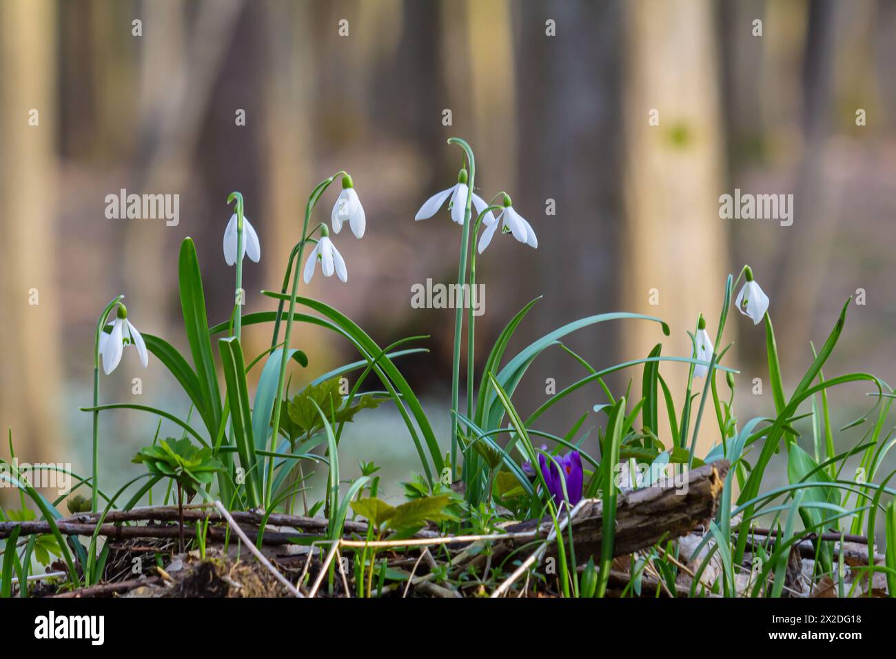 Flowers snowdrops in garden, sunlight. First beautiful snowdrops in ...