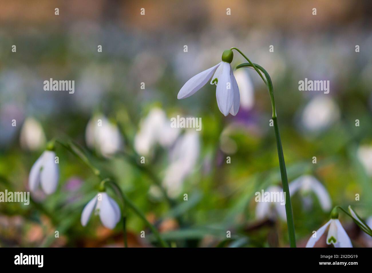 White snowdrop flowers. Galanthus blossoms illuminated by the sun in ...