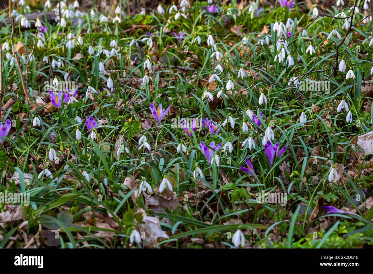 White snowdrop flowers. Galanthus blossoms illuminated by the sun in ...
