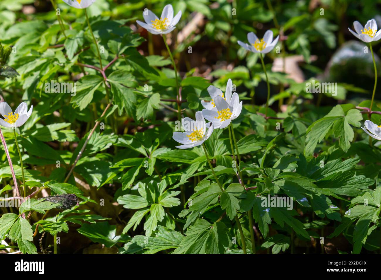 The many white wild flowers in spring forest. Blossom beauty, nature ...