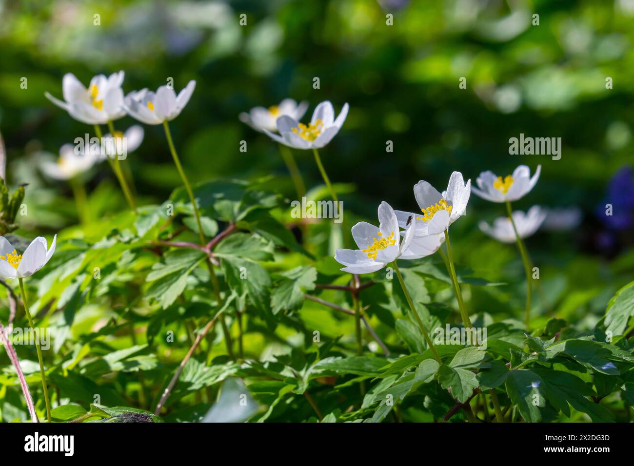 The many white wild flowers in spring forest. Blossom beauty, nature ...