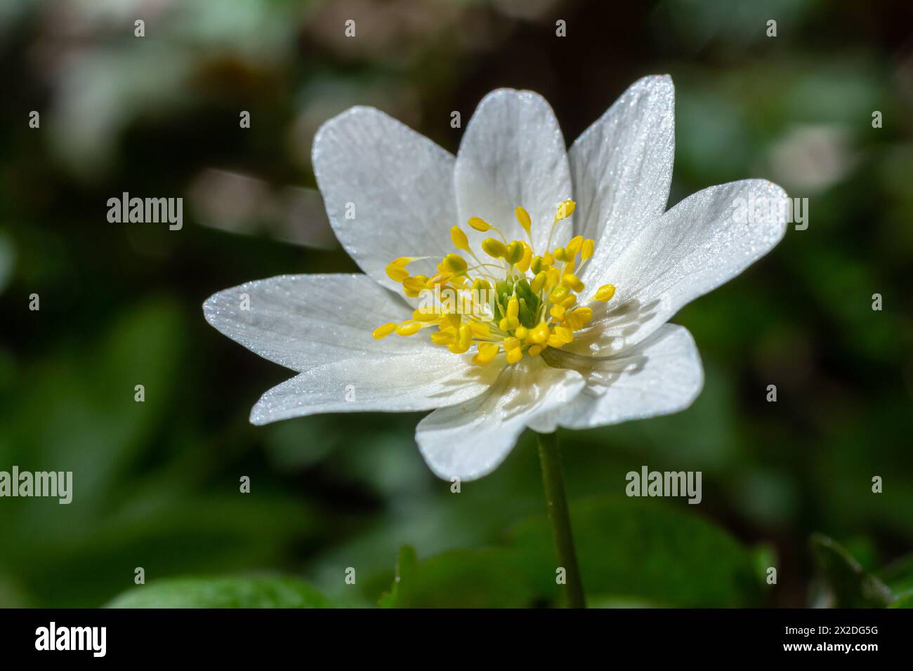 The many white wild flowers in spring forest. Blossom beauty, nature ...