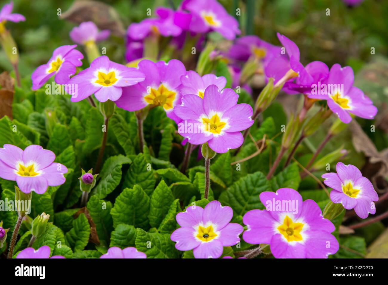 Spring flowers. Blooming primrose or primula flowers in a garden Stock ...