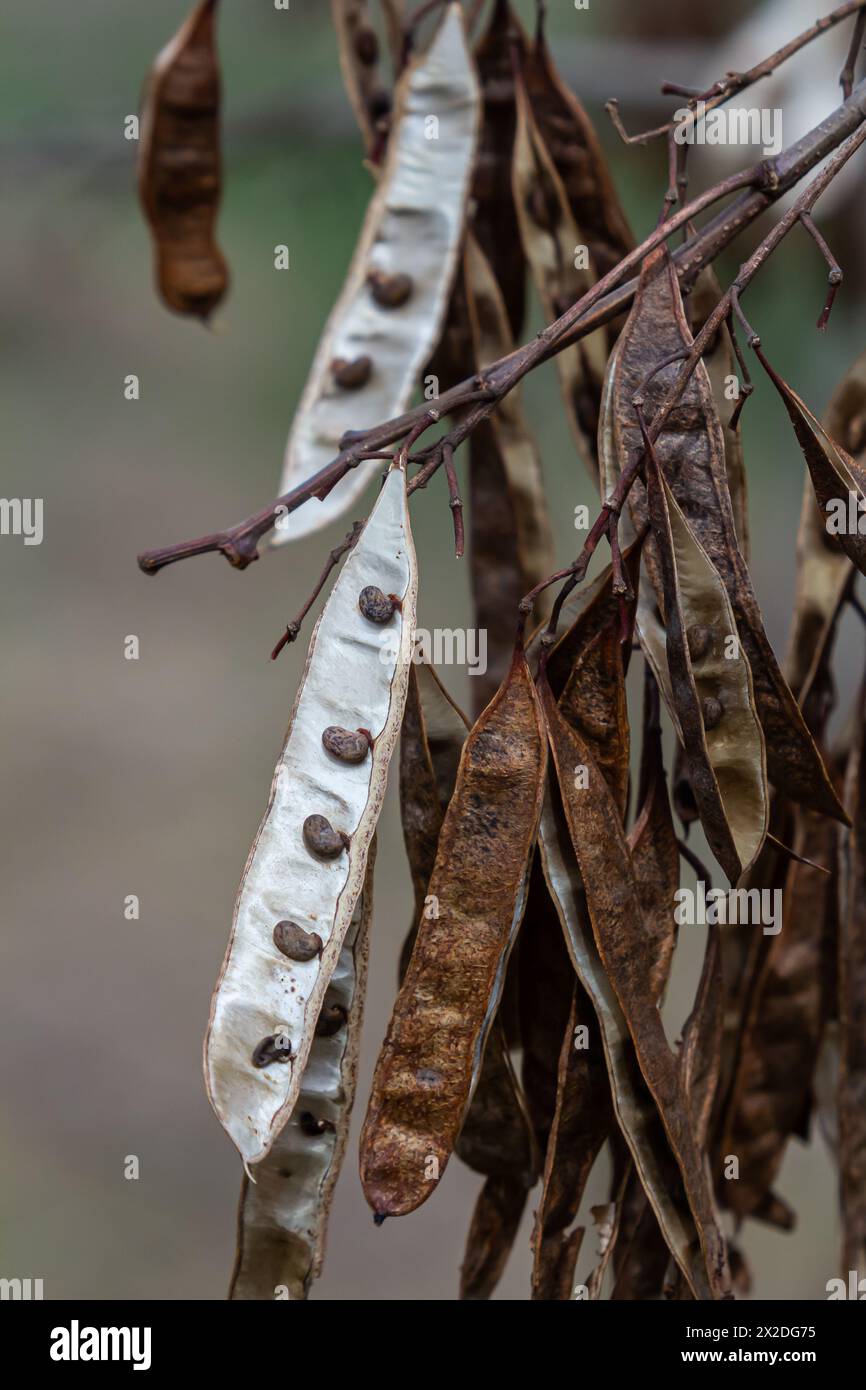 Robinia wood texture hi-res stock photography and images - Alamy