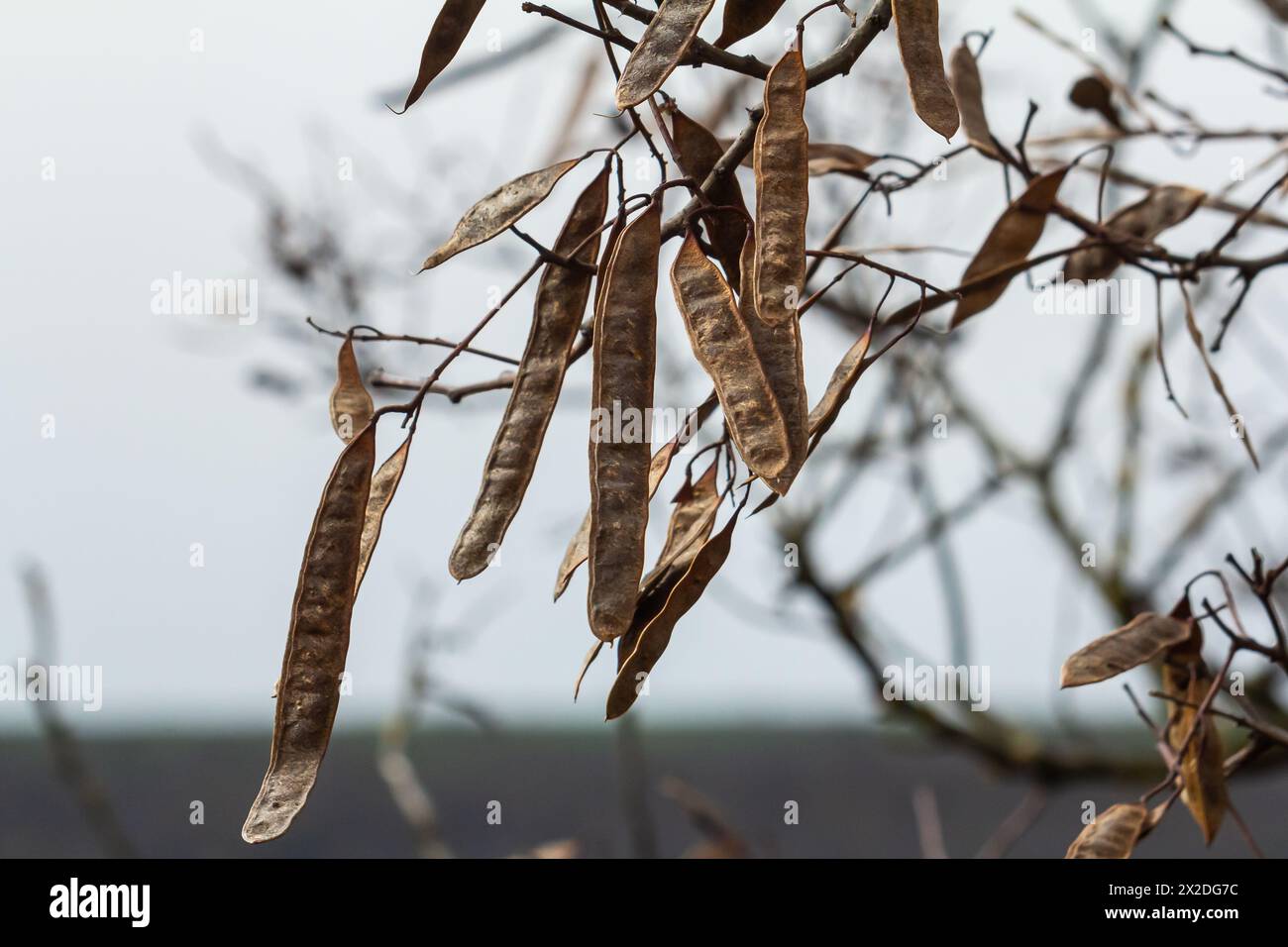 Robinia wood texture hi-res stock photography and images - Alamy
