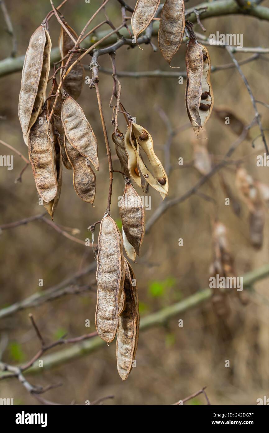 Close up of a brown color 'Robinia pseudoacacia' seed pod against a ...