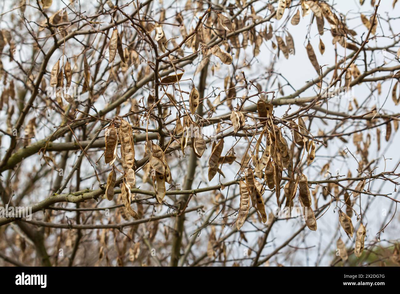 Robinia wood texture hi-res stock photography and images - Alamy
