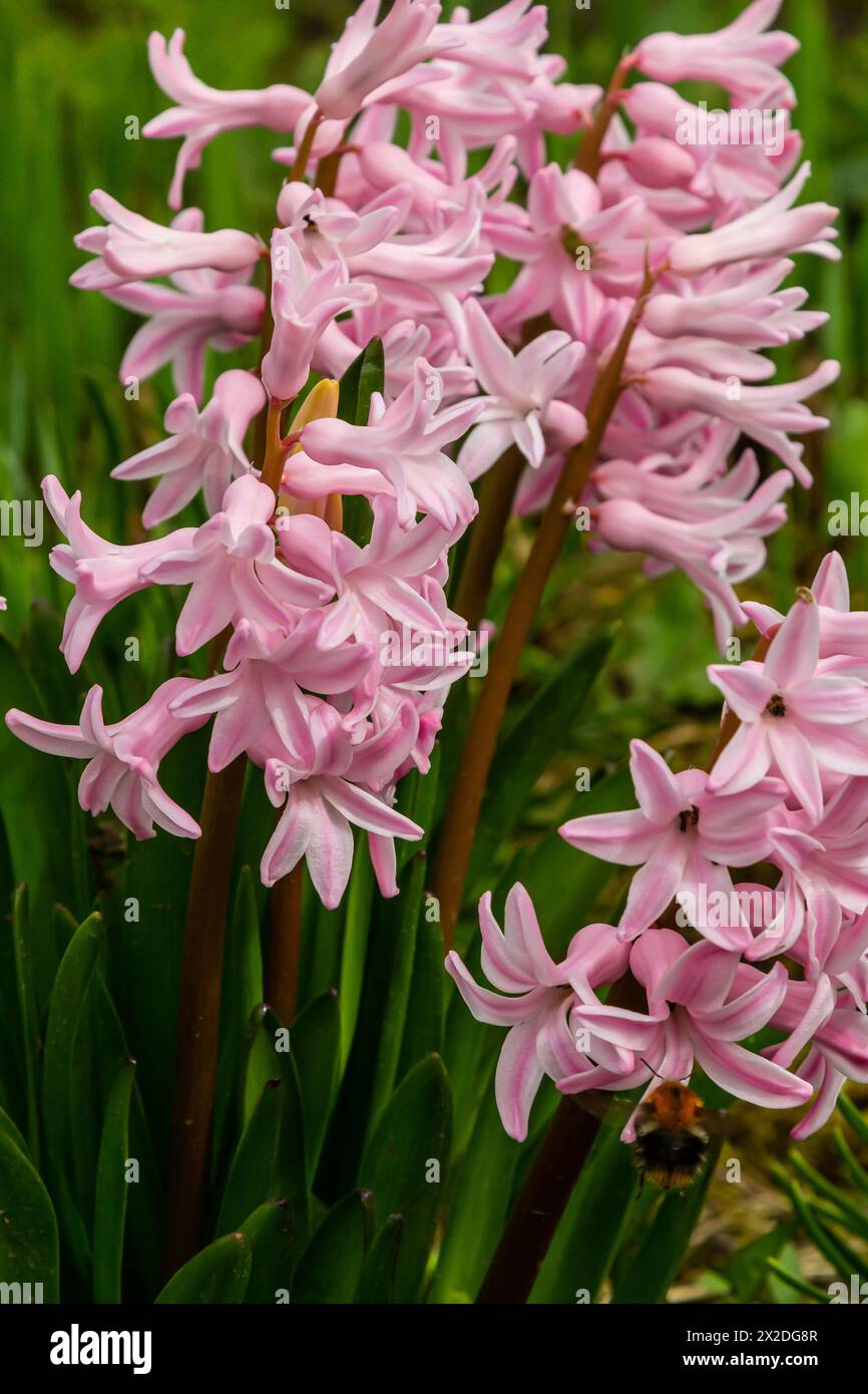 Pink Hyacinthus in a garden. Traditional spring flower Stock Photo - Alamy