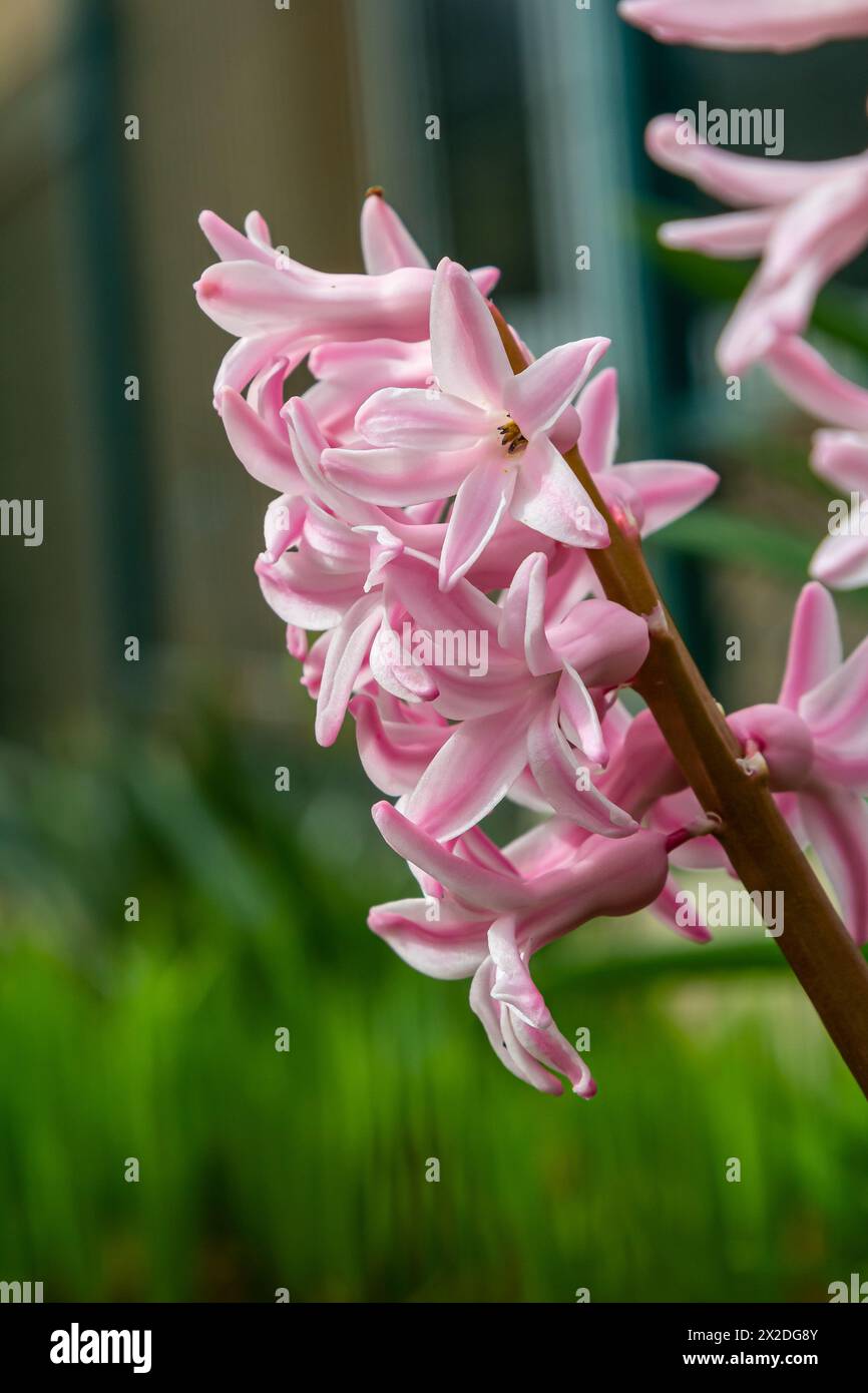 Pink Hyacinthus in a garden. Traditional spring flower Stock Photo - Alamy