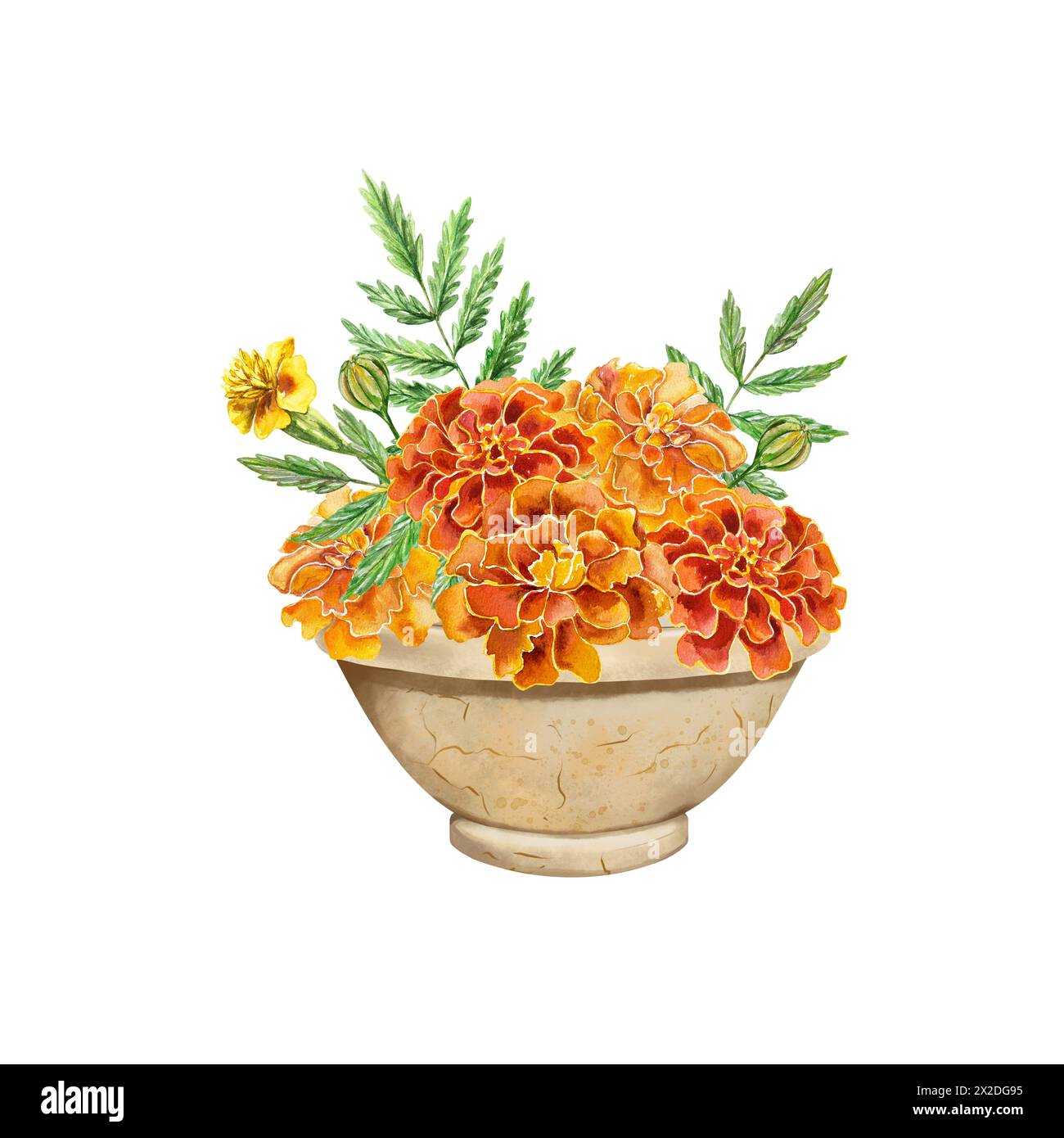Marigold botanical illustration hi-res stock photography and images - Alamy