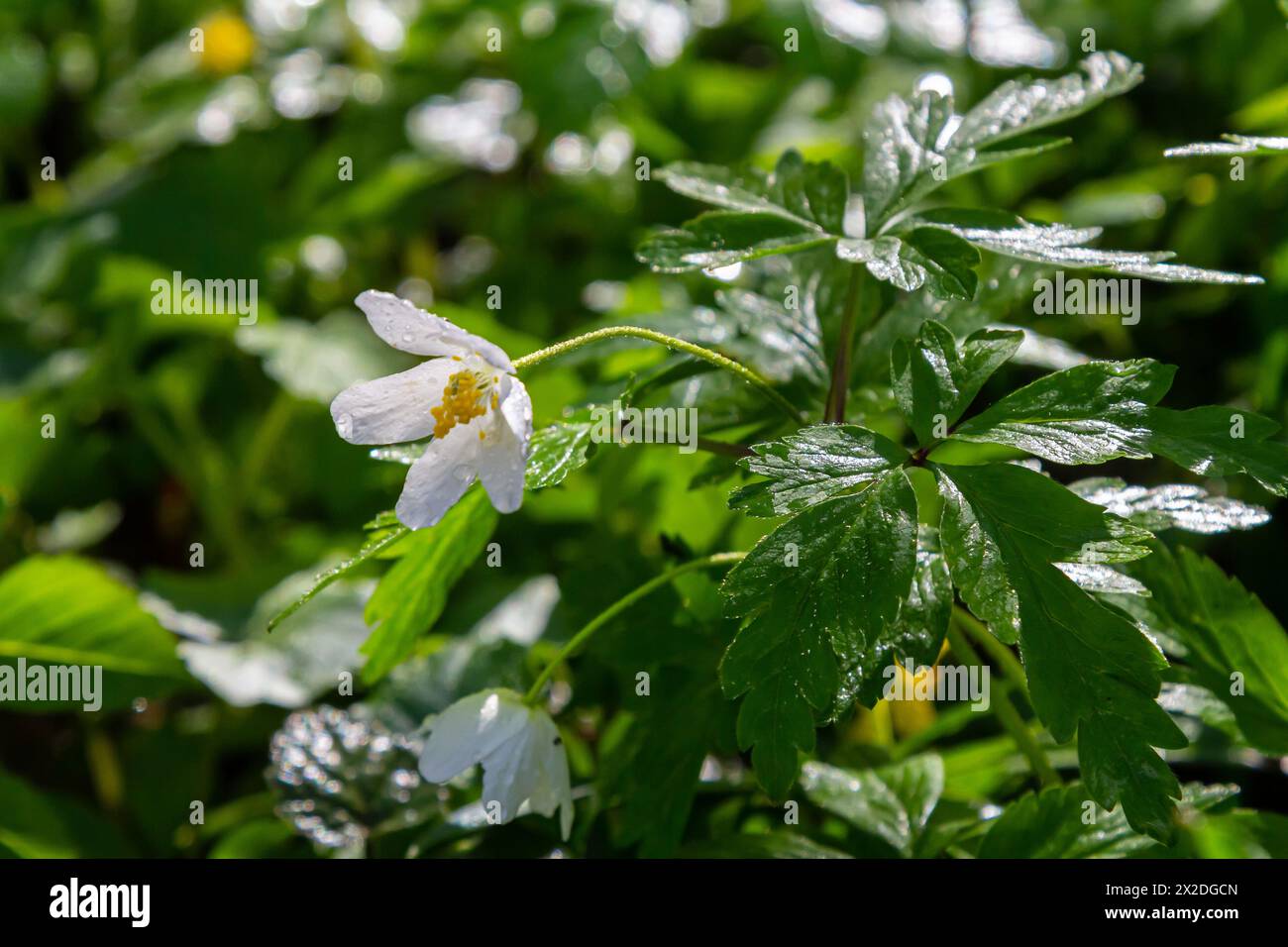 The many white wild flowers in spring forest. Blossom beauty, nature ...